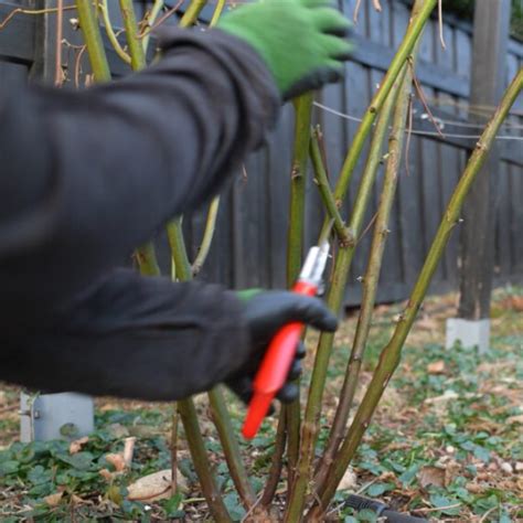 When To Prune Blackberries A Comprehensive Guide To Pruning And