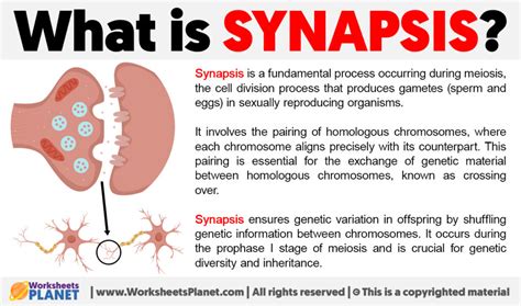 What Is Synapsis Definition Of Synapsis