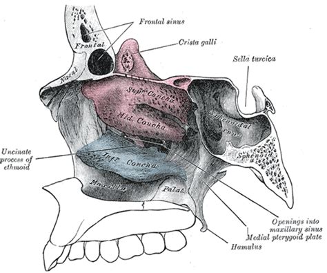 Ethmoid Bone Human Anatomy