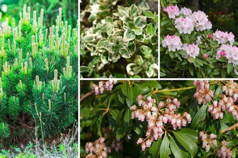 20 Evergreen Shrubs For A Year Round Lush Garden Garden Lovers Club