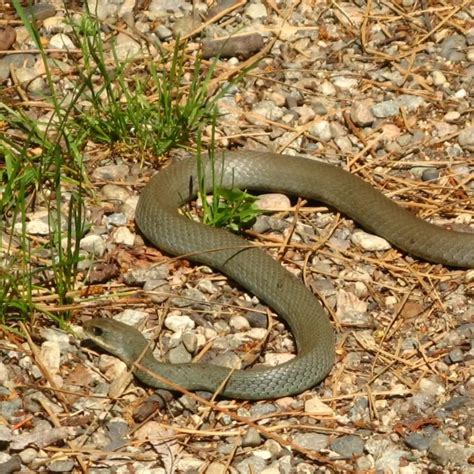 Datos De Coluber Constrictor Etheridgei Dieta Hábitat E Imágenes En