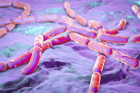 Australian Scientists Discover How To Fight Bacillus Cereus Bacteria Food Safety News