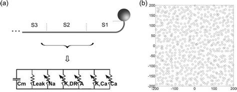 Retinal Ganglion Cell Excitation Models A Schematic Diagram Of A