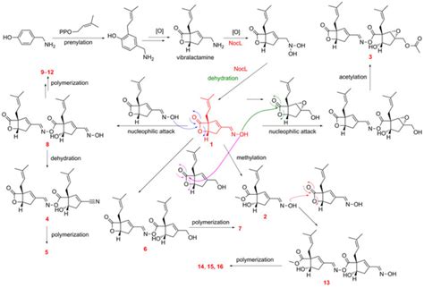 Scheme Plausible Biosynthetic Pathway For Compounds Download Scientific Diagram