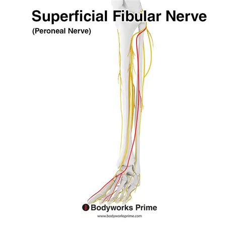 Fibularis Brevis Muscle Anatomy Bodyworks Prime Fibularis Brevis Muscle Anatomy Bodyworks Prime