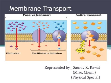 Membrane Transport