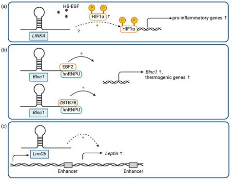 Long Noncoding Rnas In Diet Induced Metabolic Diseases