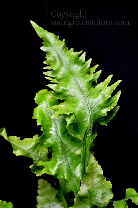 Colysis Wrightii Var Monstera Terrarium Fern Besket Fern Rare Epiphytic Fern