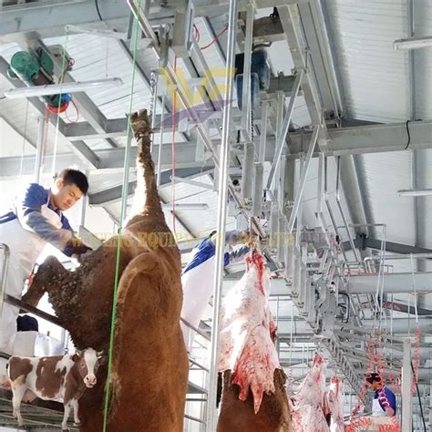 Complete Beef Processing Kill Floor Equipment Cattle Abattoir Plant Carcass Convey Rail Of Halal