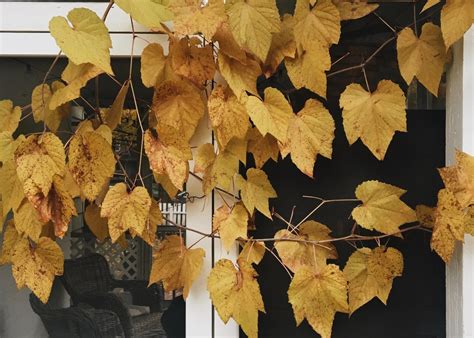 Dear Introvert Part I Some Truths About Being An Introvert Homesong