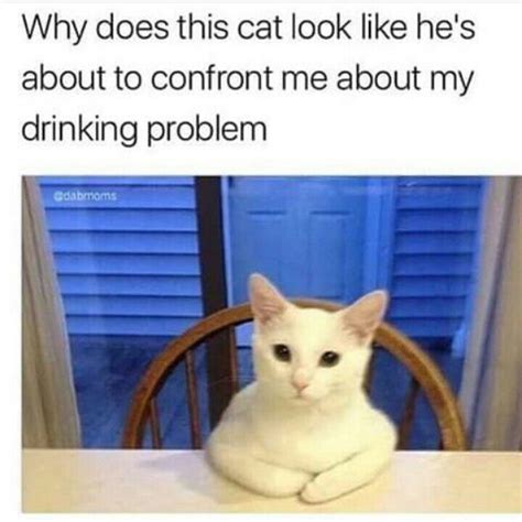 290 Best Images About My Cat Is An Asshole On Pinterest I Love Cats