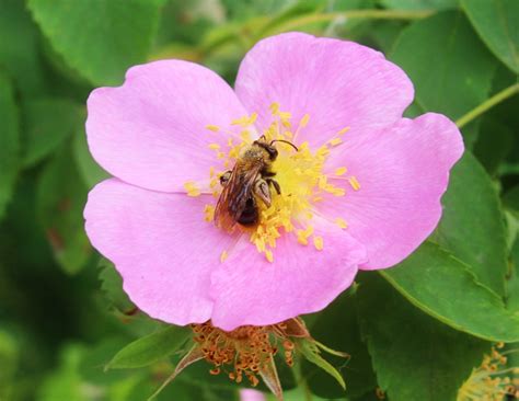 マルハナバチ 昆虫 ミツバチ Pixabayの無料写真