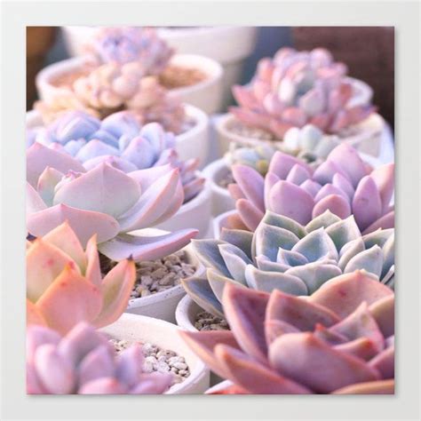 Pastel Succulents Canvas Print By Jezosperado Succulents Colorful
