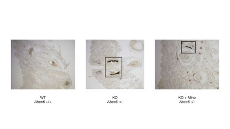 Yasues Calcium Staining Of Paraffin Embedded Muzzle Skin Ectopic