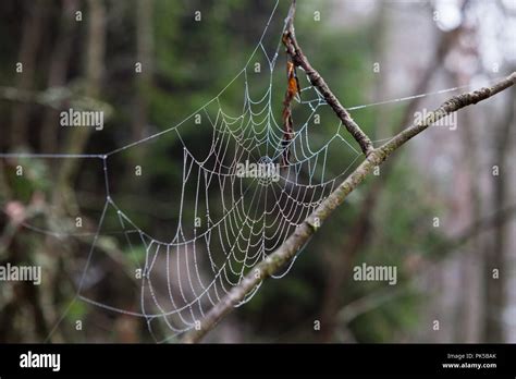 Wet Cobweb In Tree Branch Stock Photo Alamy