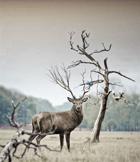 Deer Photography
