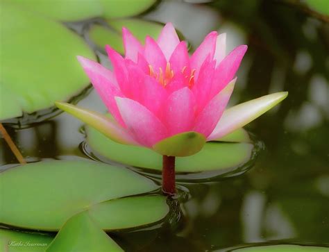 Water Lily Dreams Photograph By Kathi Isserman Fine Art America