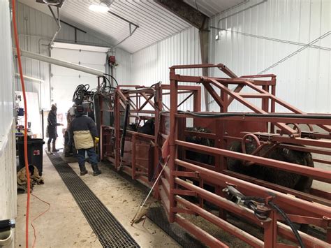 Cattle Processing And Working Facility Settje Agri Services And Engineering