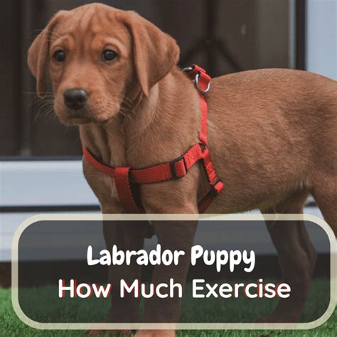 How Fast Can A Labrador Run LabraJoy