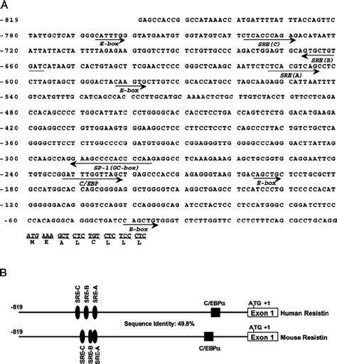 Putative Binding Sites Of Several Transcription Factors At The Human