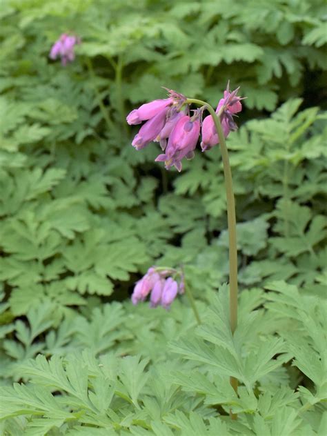 Pacific Bleeding Heart Sparrowhawk Native Plants