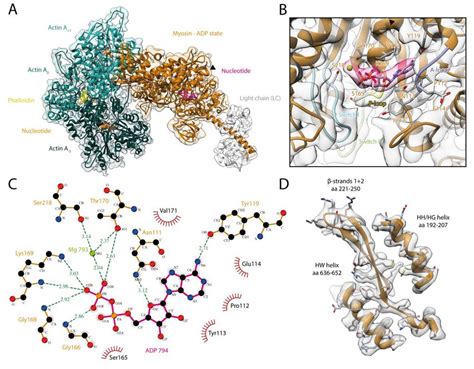 Structure And Active Site Of The Aged Actomyosin V Complex Bound To Adp