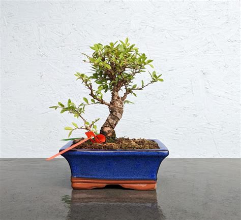 Cork Bark Elm Bonsai Care At Deon Roden Blog