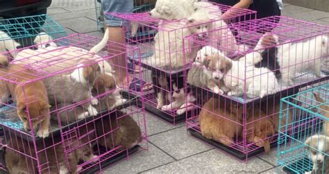 重庆宠物市场在哪 宠物网