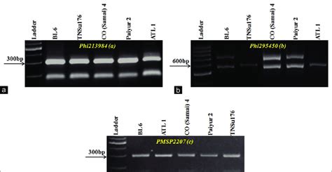 Screening Of Little Millets Using Maize Ssr Markers Ab And Pearl