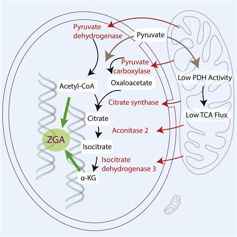 Tca Cycle Coenzymes At Wayne Stevens Blog
