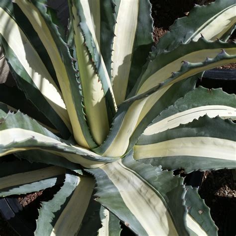 Agave Americana Var Mediopicta Alba White Striped Century Plant