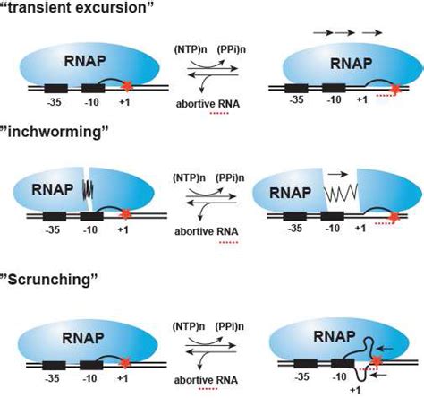 보고서 전사개시 다이나믹스 분석 기반 합성 프로모터 라이브러리 구축 보고서 전사개시 다이나믹스 분석 기반 합성 프로모터 라이브러리 구축