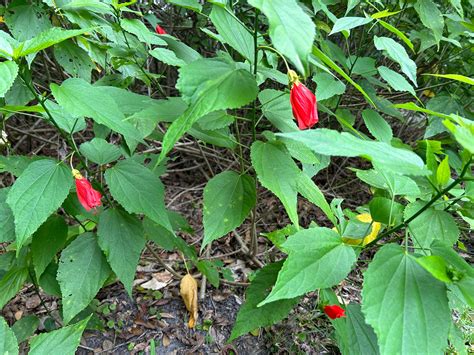 Red Turks Cap Live Plant Hibiscus Perennial Mallow Malvaviscus