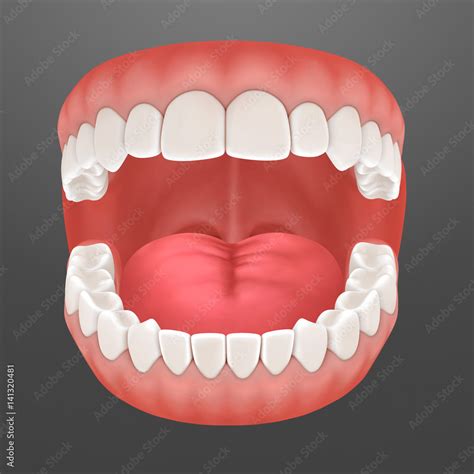 3d Rendering Of Human Teeth Open Mouth Stock Illustration Adobe Stock
