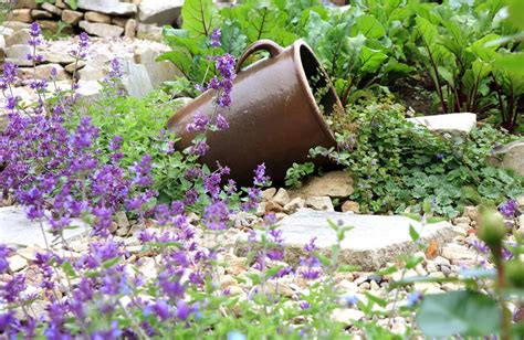 Catnip Companion Plants Using Catnip As A Pest Repellant And Good Neighbor