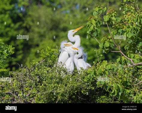 Great Egret With Chicks At The Rookery At Smith Oaks In High Island Texas During Breeding
