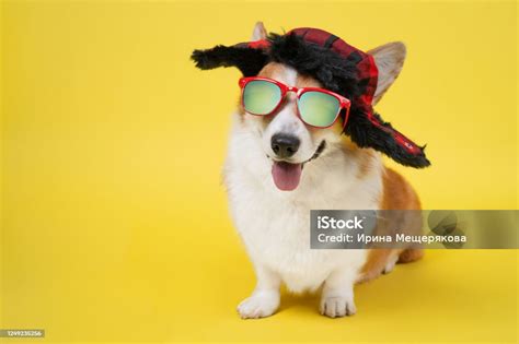 귀여운 미소 웨일스 어 코르기 펨브로크 또는 가디건 개 따뜻한 겨울 모자에 이어플랩과 노란색 배경에 러시아어 스타일을 인격화 편광 렌즈 선글라스와 선글라스 광고를위한 공간을