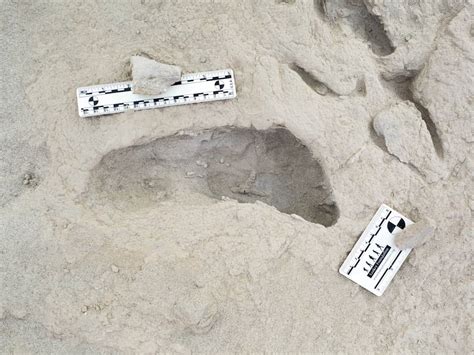 Voetsporen Tonen Aan Dat Twee Prehistorische Mensachtigen Naast Elkaar