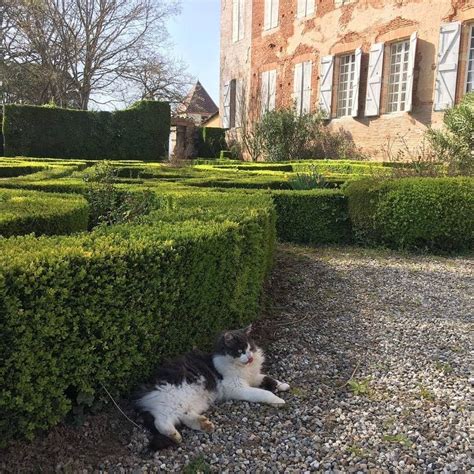 Chateau Cat A Photogenic Feline Matou Maine Château