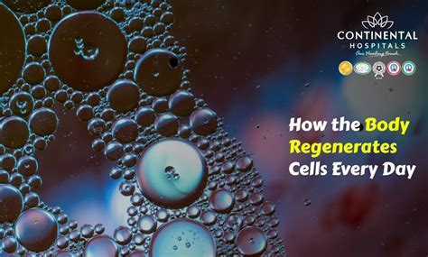 How The Body Regenerates Cells Every Day