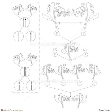 The Law Of Segregation Illustration Scientific Scientific Artist Joanna Culley