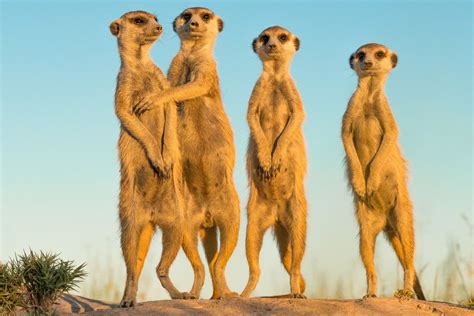 Frans Lanting Artofit