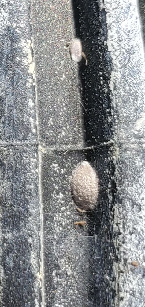 Bug Egg Sack R Whatsthisbug