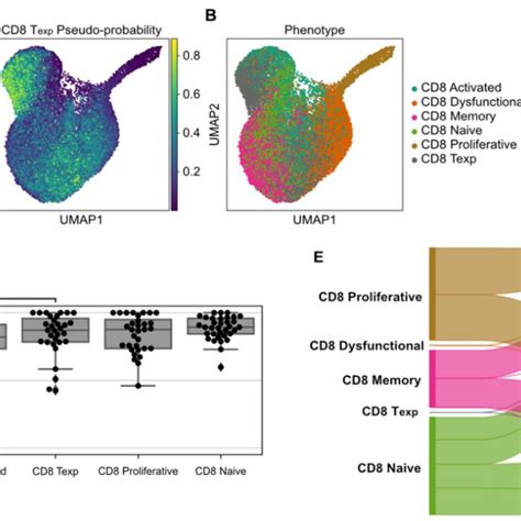 Identification Of Precursor Terminally Exhausted Cd8 T Cells In Lung Download Scientific