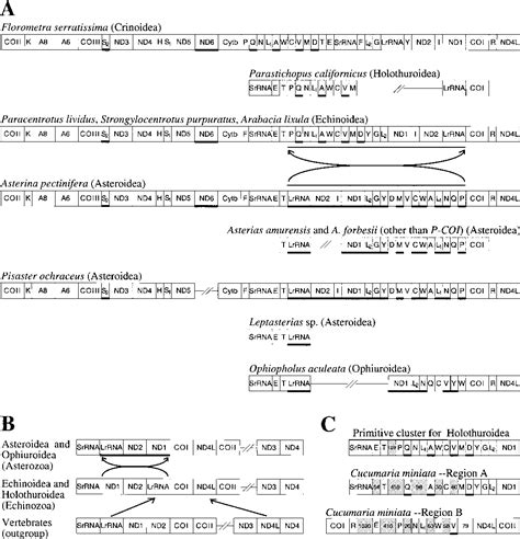 Single Linkage Cluster Analysis Semantic Scholar