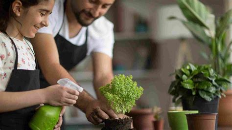 Cara Merawat Tanaman Didalam Ruangan Agar Tumbuh Segar