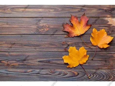 پس زمینه طرح چوب با حاشیه برگ های پاییزی دیجیت باکس Digitbox