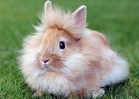 Dwarf Lionhead Rabbit A New Breed Of Dwarf Rabbits Best Dwarf