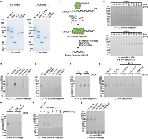 Orc6 Lysis Buffer Roche Bioz