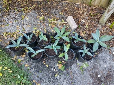 Blue Agave Pineapple